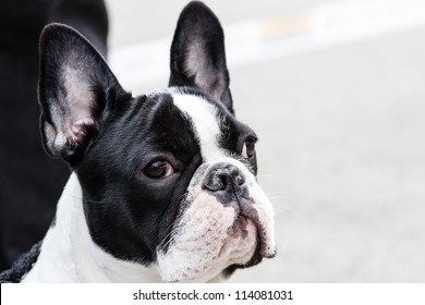Cute Black Fat Lovely Miniature Pincher Stock Photo 532014880 ...
