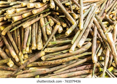 Fresh Bamboo Shoot Before Processing Stock Photo 761079436 | Shutterstock