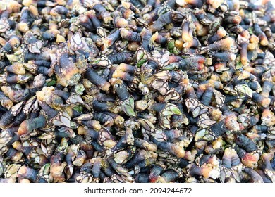 Barnacle texture : 5 095 images, photos et images vectorielles de stock ...
