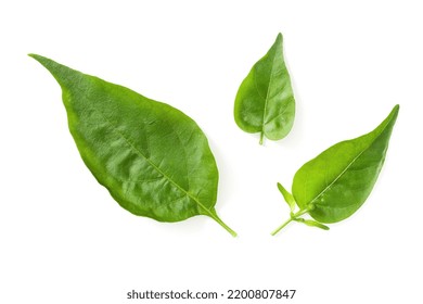 115,982 Chilli leaves Images, Stock Photos & Vectors | Shutterstock