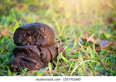 Fresh Cow Dung Solid Cow Cattlecomposed Stock Photo 1557701840 ...