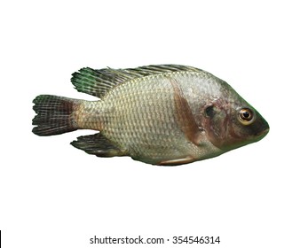 Fresh Fish Isolate Stock Photo 354546314 | Shutterstock