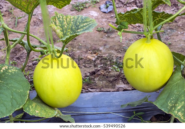 Fresh Melon On Tree Stock Photo 539490526 | Shutterstock