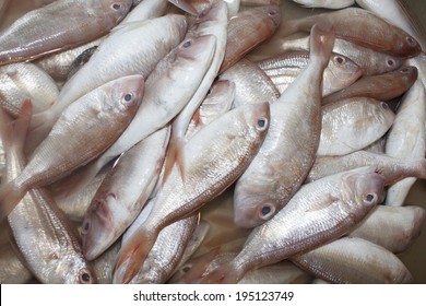 Fresh Red Snapper Fish Seafood Market Stock Photo 195123749 | Shutterstock