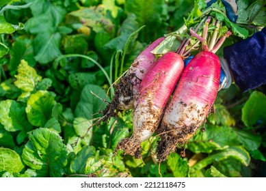Fresh Ruby Fruit Radish Pulled Vegetable Stock Photo 2212118475 ...