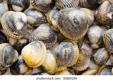 Fresh Seafood Shells Shellfish Texture Stock Photo 35869234 | Shutterstock