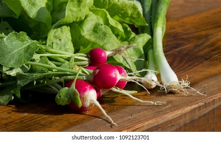 64,500 Radish Lettuce Images, Stock Photos & Vectors | Shutterstock