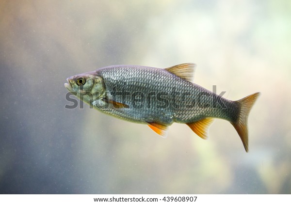 Freshwater Fish Common Roach Stock Photo (Edit Now) 439608907