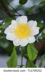 183 Snuff box tree 图片、库存照片和矢量图 | Shutterstock