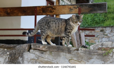 197 imágenes de Bulgarian cat - Imágenes, fotos y vectores de stock ...