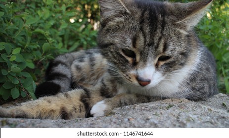 194 Bulgarian cat Images, Stock Photos & Vectors | Shutterstock