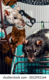 Friendly Doublerex Patchwork Hairless Pet Rat Stock Photo 2012931164 ...