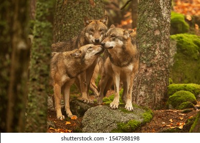 Pack Gray Wolves Canis Lupus Forest Stock Photo (Edit Now) 1547556290