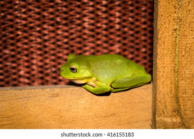 Friendly Frog Stock Photo 416155183 | Shutterstock