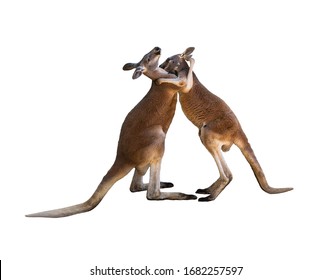 351 Kangaroo Hugging Stock Photos, Images & Photography | Shutterstock