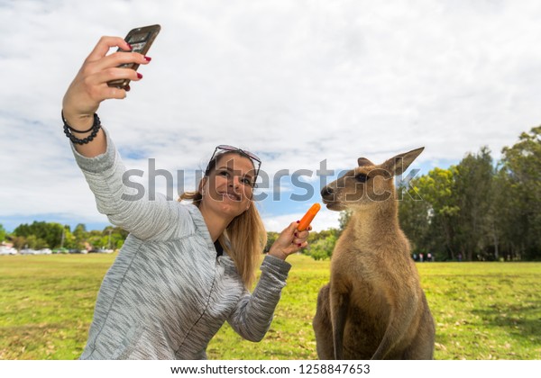 Friendly Kangaroo Australia Stock Photo 1258847653 | Shutterstock