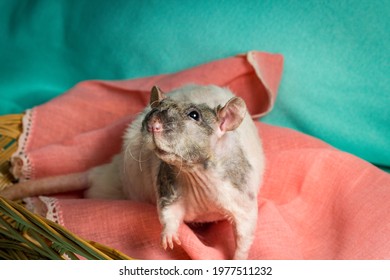 Friendly Pet Doublerex Patchwork Hairless Rat Stock Photo 1977511232 ...