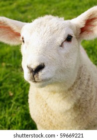 152 Shy Lamb Images, Stock Photos & Vectors | Shutterstock