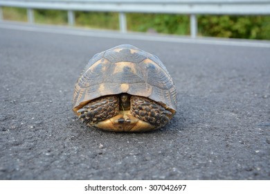 140 Frightened turtle Images, Stock Photos & Vectors | Shutterstock