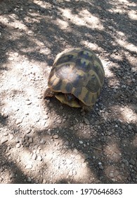 140 Frightened turtle Images, Stock Photos & Vectors | Shutterstock