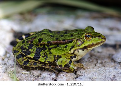 Frog Stock Photo 152107118 | Shutterstock