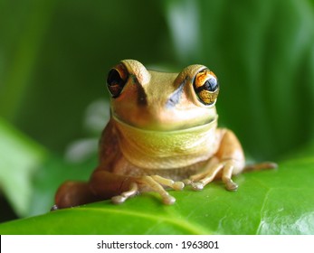 21,362 Smile Frog Images, Stock Photos & Vectors | Shutterstock