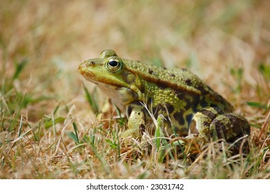 African Bullfrog Carnivorous Voracious Eater Eating Stock Photo ...