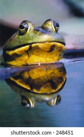 369,675 Animal reflection water Images, Stock Photos & Vectors ...