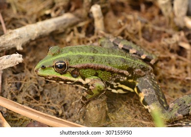 116 Quacking river frog Images, Stock Photos & Vectors | Shutterstock