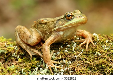 Frog Stock Photo 3322812 | Shutterstock