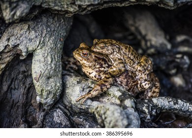 820 Frog Copulation Images, Stock Photos & Vectors | Shutterstock
