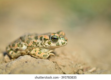 Arabian Sand Gecko Stenodactylus Arabicus Stock Photo (Edit Now) 283101341