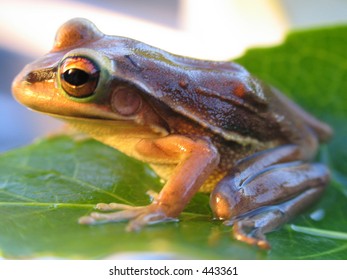 Frog Stock Photo 443361 | Shutterstock