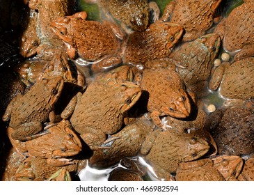 82 Toad meat for sale in thailand Images, Stock Photos & Vectors ...