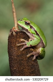 105 Taipei tree frog Images, Stock Photos & Vectors | Shutterstock