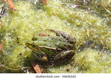 Frog Stock Photo 54636163 | Shutterstock
