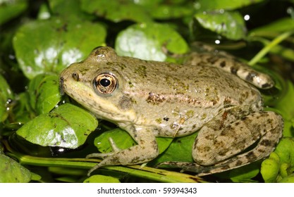 Frog Stock Photo 59394343 | Shutterstock