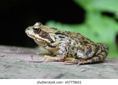 Bullfrog Hunting Amazon River Stock Photo (Edit Now) 1866799117