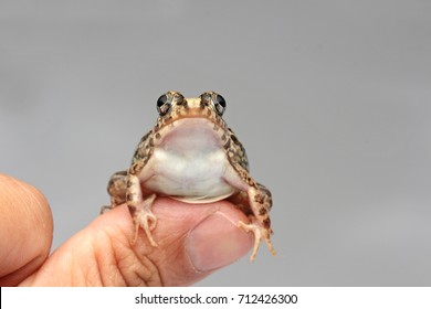 41 Indian rice frog Images, Stock Photos & Vectors | Shutterstock