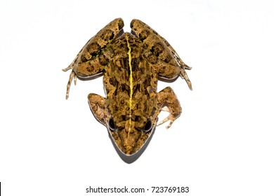 Frog Different Angles On White Background Stock Photo 1245192295 ...
