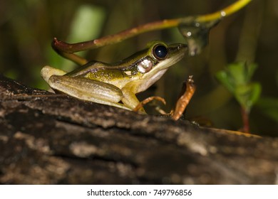 Tarsier Leaf Frog Phyllomedusa Tarsius Bright ภาพสต็อก 1644512071 ...