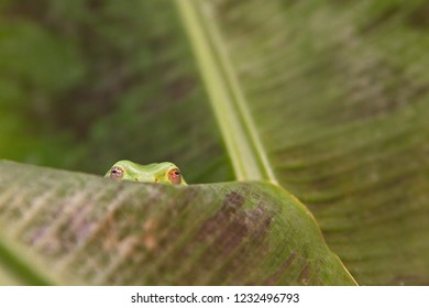 408 Frog behind a leaf 图片、库存照片和矢量图 | Shutterstock