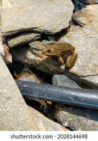 Frog Countable Noun Frog Small Creature Stock Photo 2028144698 ...