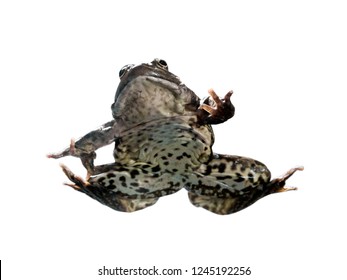 Frog Different Angles On White Background Stock Photo 1245192256 ...