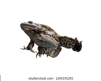 Frog Different Angles On White Background Stock Photo (Edit Now) 1245192262