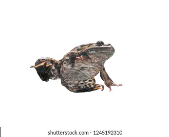 Frog Different Angles On White Background Stock Photo (Edit Now) 1245192262