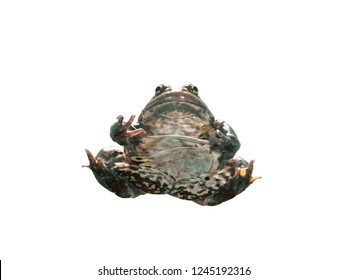 Frog Different Angles On White Background Stock Photo 1245192316 ...