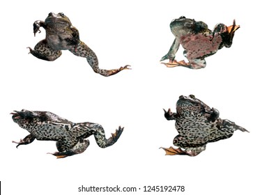 Frog Different Angles On White Background 스톡 사진 1245192478 | Shutterstock