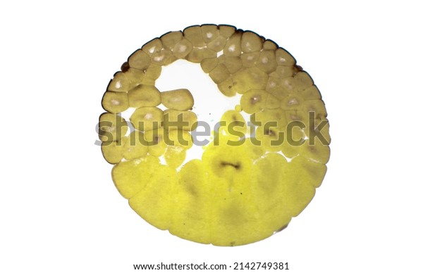 Frog Embryo Blastula Light Micrograph Transverse Stock Photo 2142749381 ...