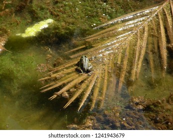Frog Environment Stock Photo 1241943679 | Shutterstock